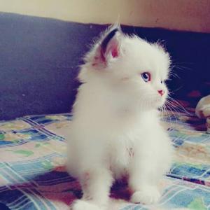 BIGO LIVE'da 🦁 EONG 🦁 Canlı Yayın İzleyin