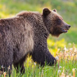 Watch Bear Live Stream on BIGO LIVE