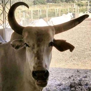 Watch BOI DA NIKE Live Stream on BIGO LIVE