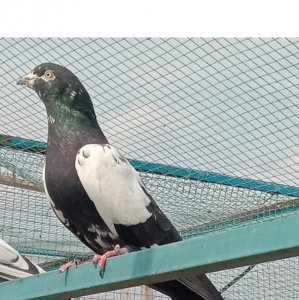 Watch Shahzad Hasan Live Stream on BIGO LIVE