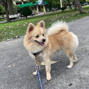 Watch Bong Pheng Mk Live Stream on BIGO LIVE