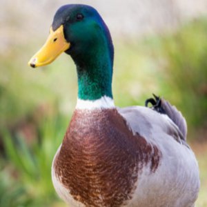 Watch Duck🦆 Live Stream on BIGO LIVE