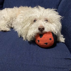 Watch fluffy Live Stream on BIGO LIVE