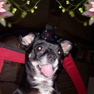 Watch Elisha Live Stream on BIGO LIVE