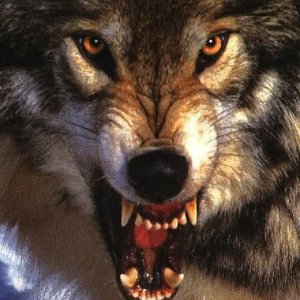 Watch lobo lukas ️ Live Stream on BIGO LIVE